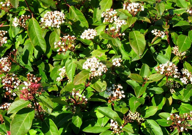 Small garden landscaping ideas with perfect trees and shrubs