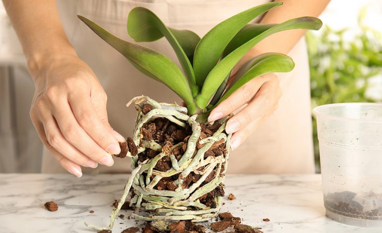 How to Revive an Orchid Quickly and Correctly – Decor Ideas