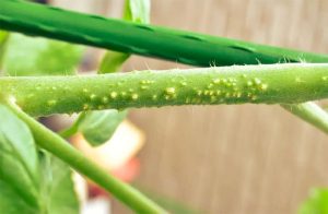 What Causes Bumps On Tomato Stems