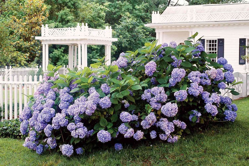 What is the Best Location to Plant a Hydrangea?