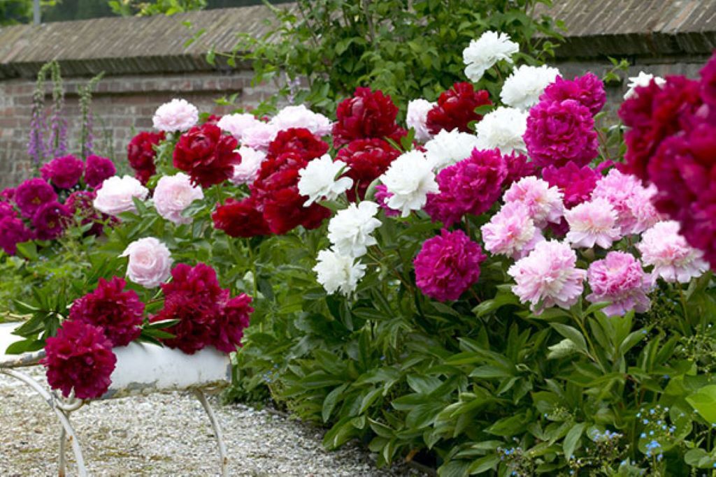 Tips for Caring and Planting Peony Bulbs in Spring- Decor Ideas